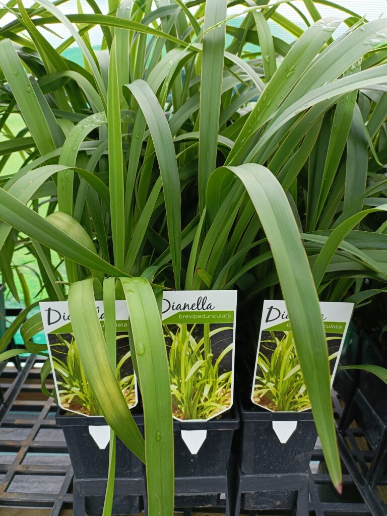Blue Flax Lilly - Dianella brevipedunculata - Green and Gold Natives