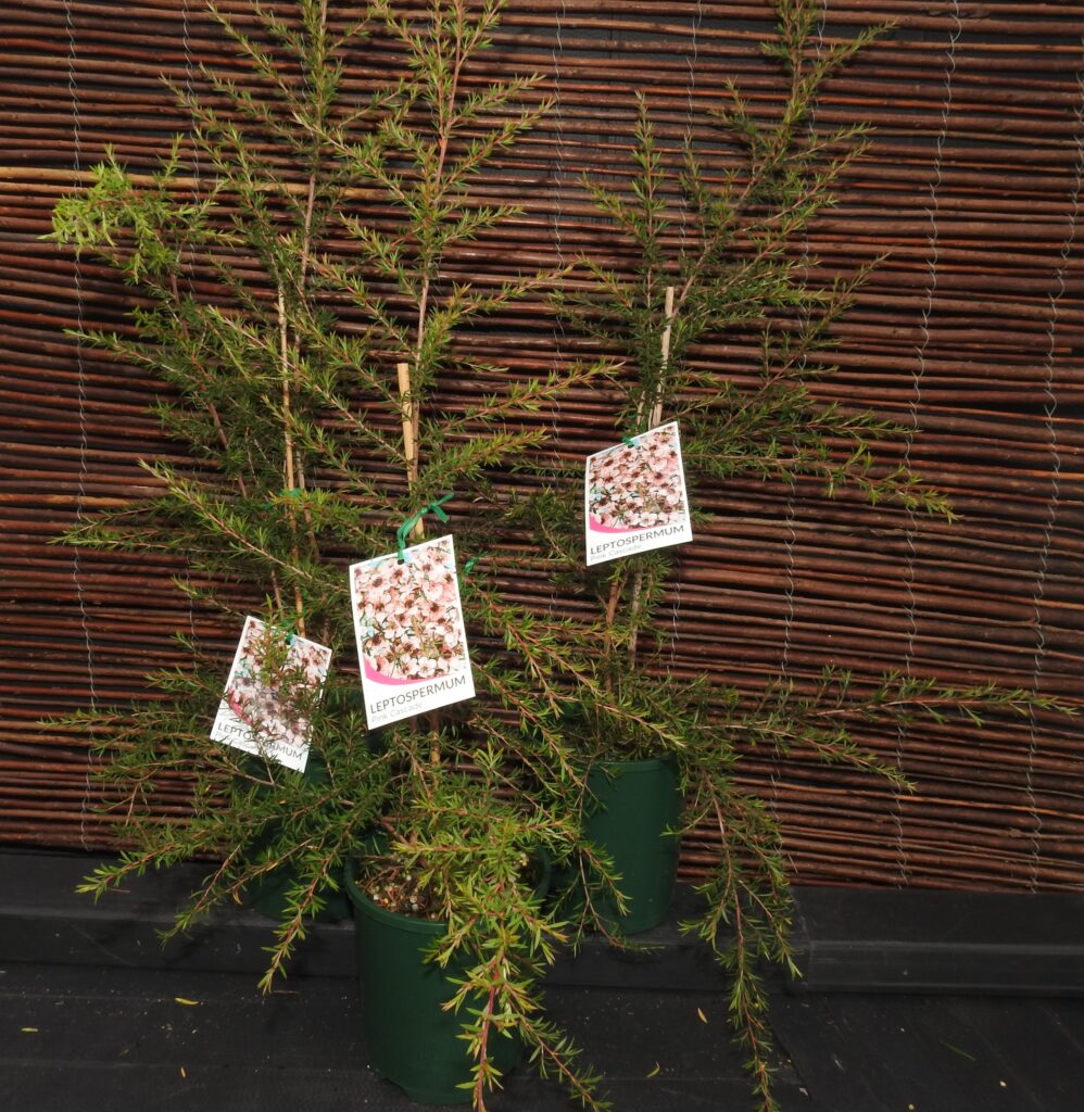 Tea Tree Pink Cascade – Leptospermum - Green and Gold Natives