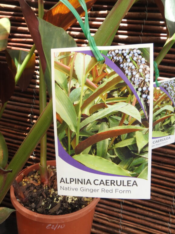 Native Ginger Redback -Alpinia caerulea - Green and Gold Natives