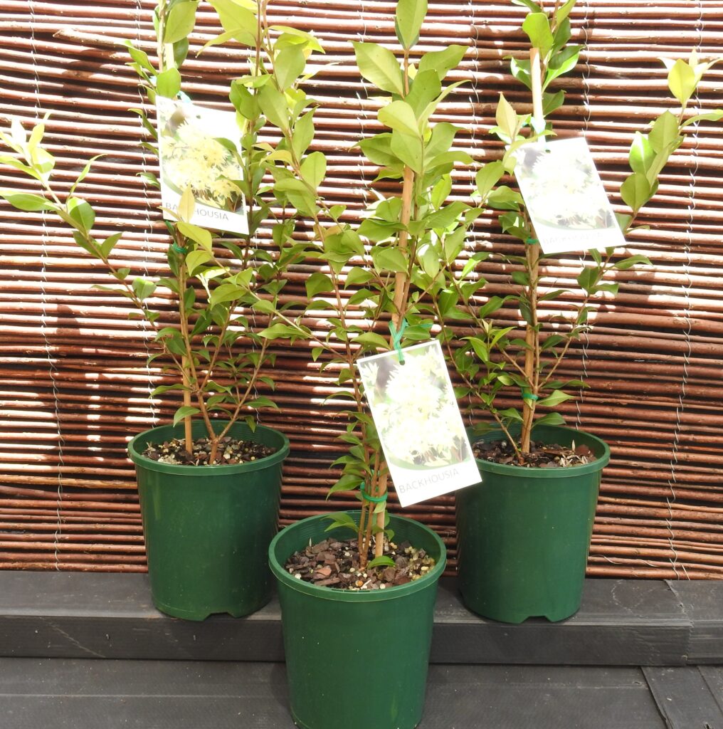 Cinnamon Myrtle- Backhousia myrtifolia - Green and Gold Natives