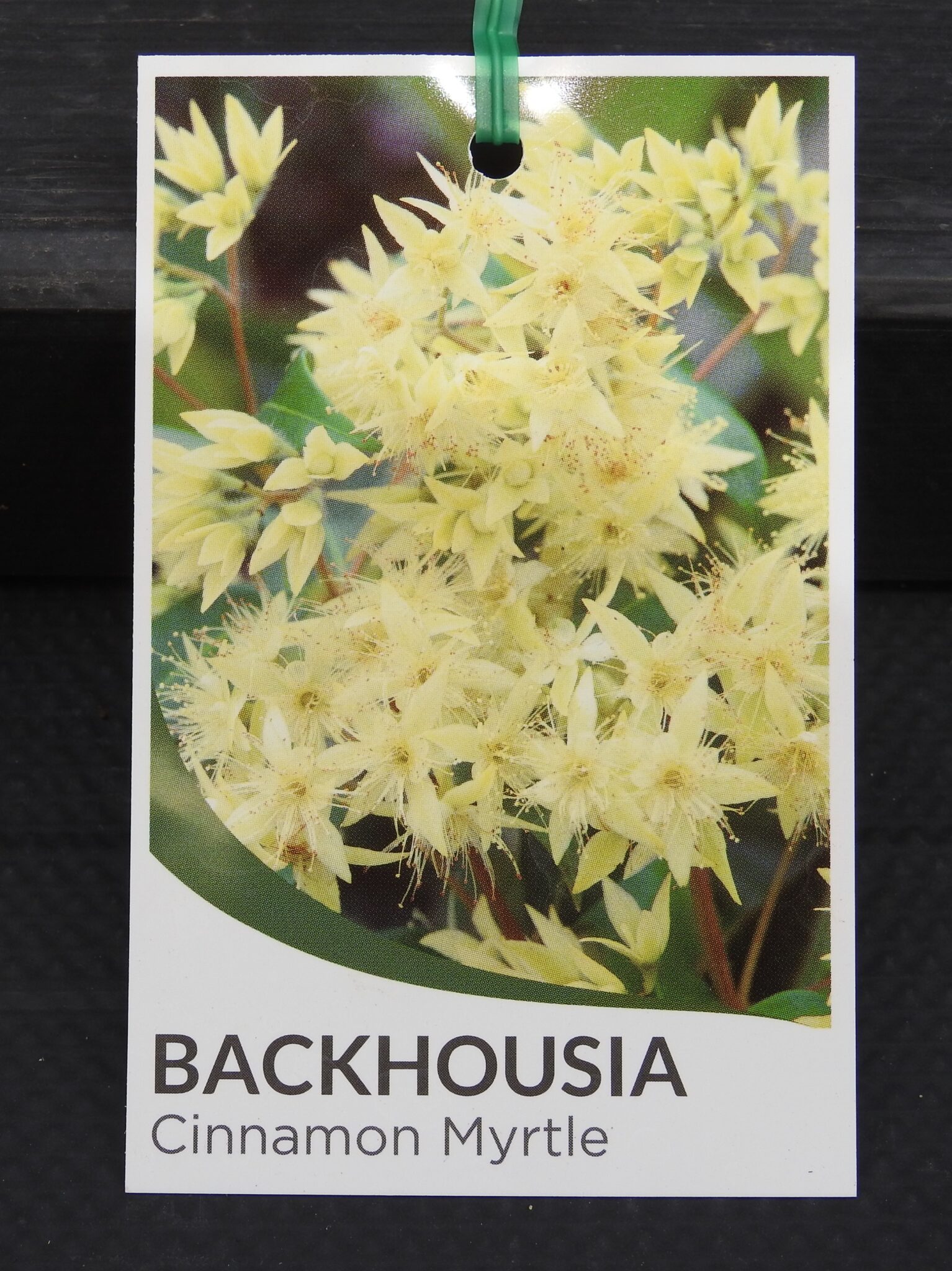 Cinnamon Myrtle- Backhousia myrtifolia - Green and Gold Natives