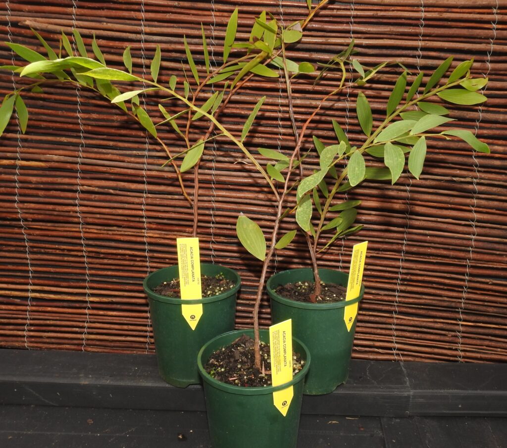 Flat Stemmed Wattle – Acacia complanata - Green and Gold Natives