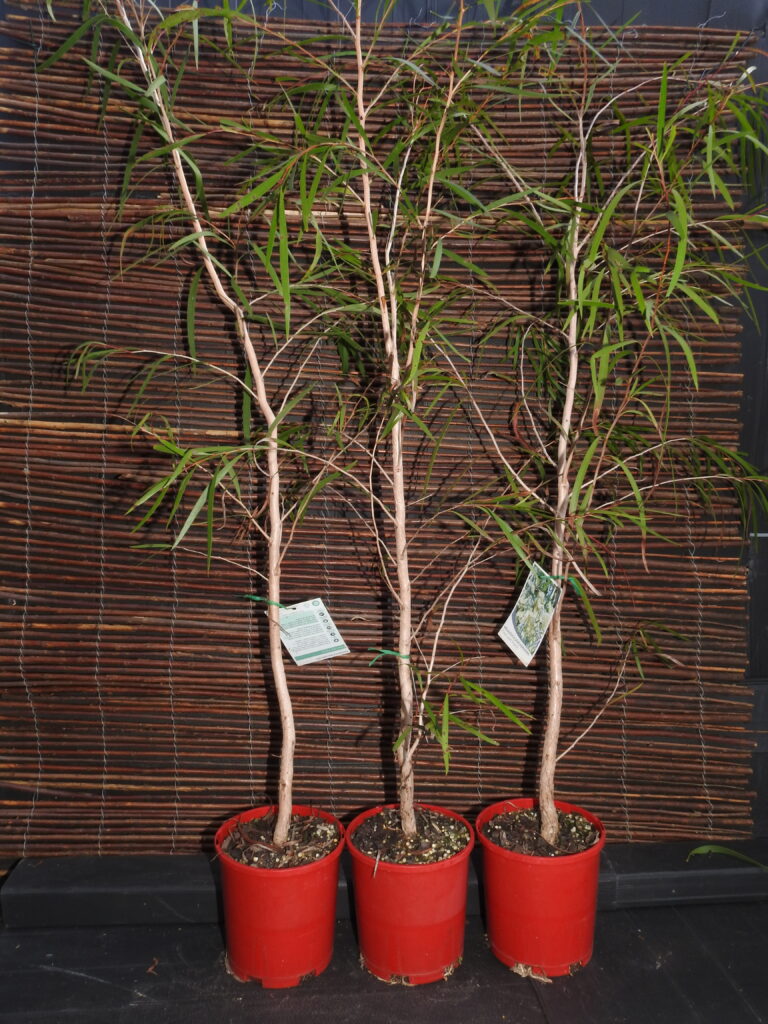 Weeping Paperbark – Melaleuca leucadenrda - Green and Gold Natives