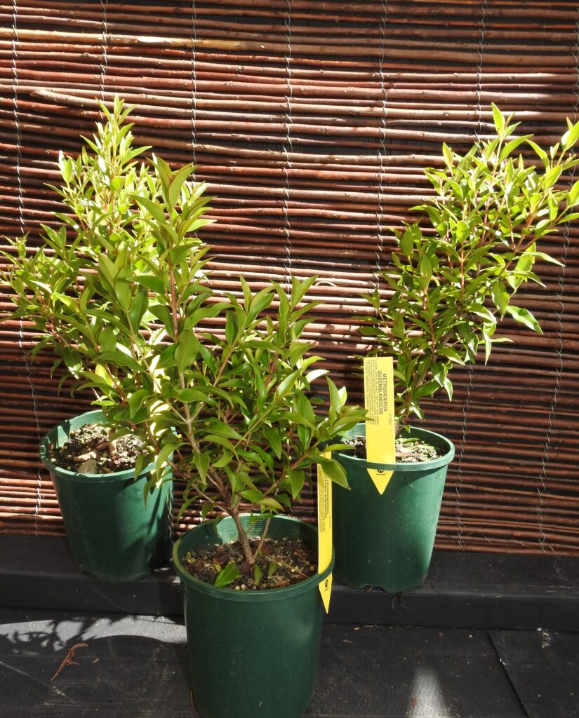 QLD Golden Myrtle – Metrosideros queenslandicus - Green and Gold Natives