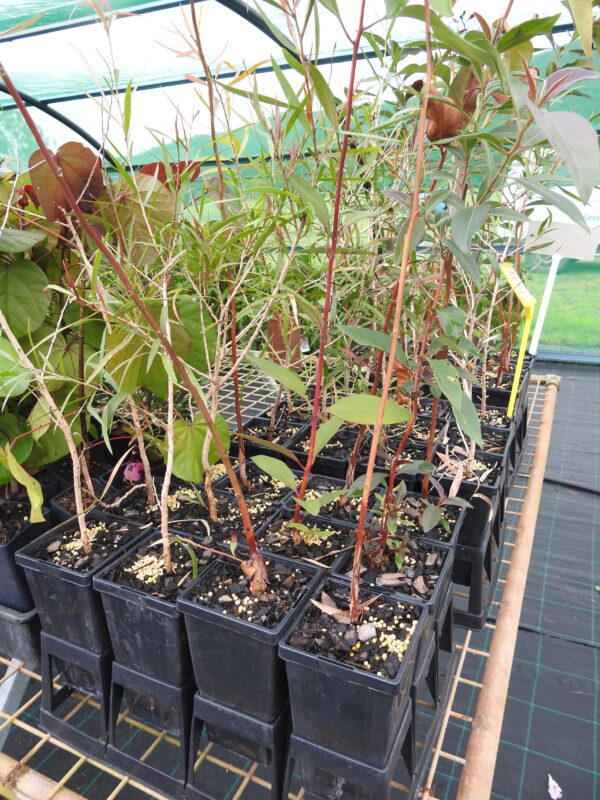 Tubestock - big 90mm sq tubes - Green and Gold Natives