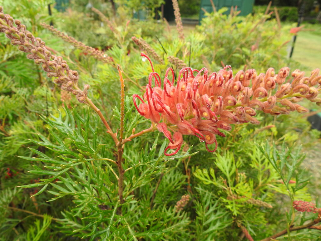 Grevillea "Little Robyn" - Green and Gold Natives